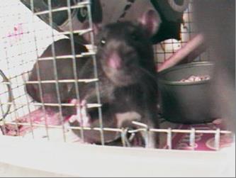 Buddhist Vajrayana Malaysia Centre